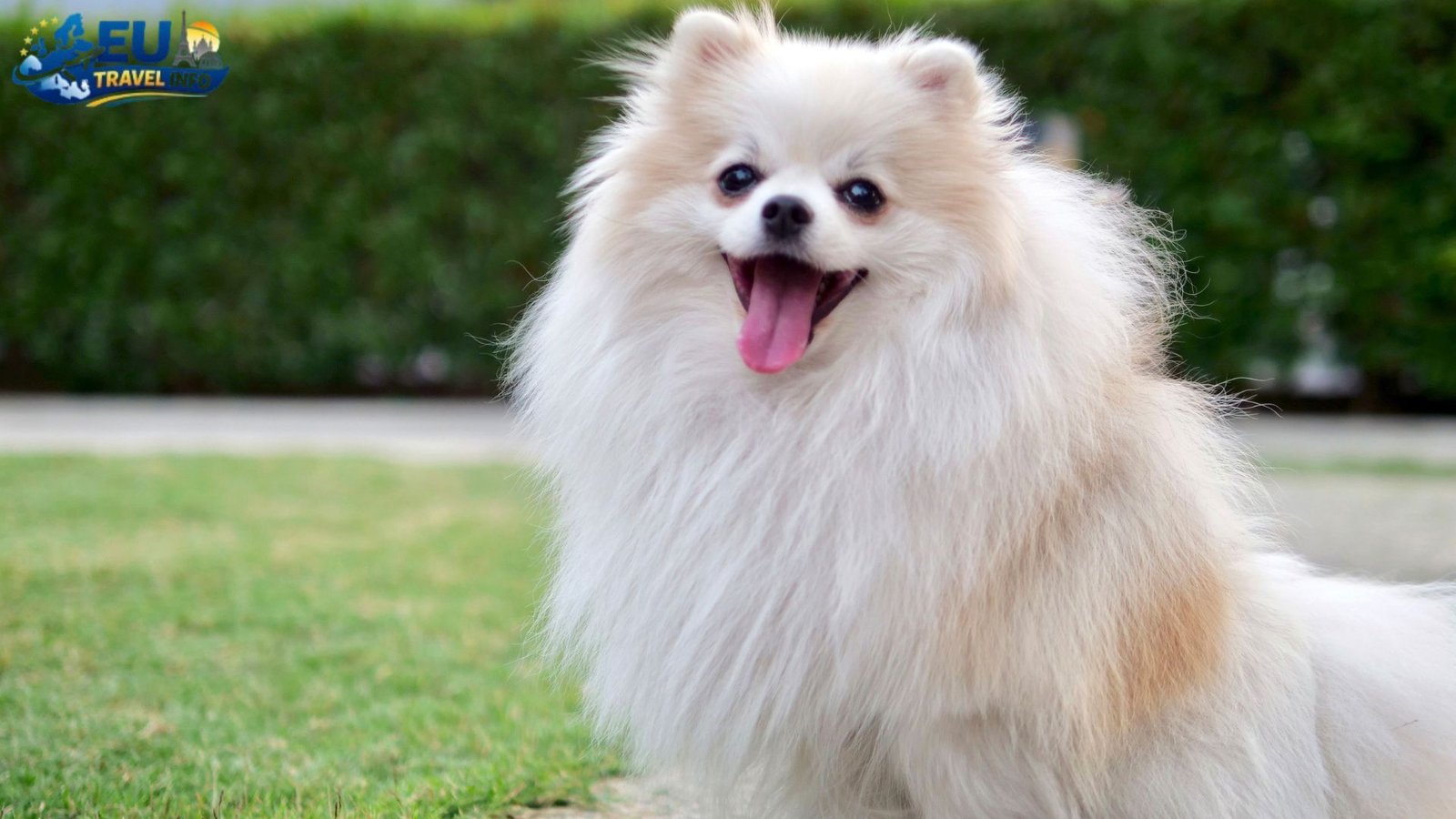 10 Best Dog Friendly Cities in Europe